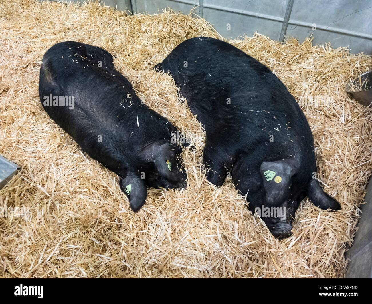 Two pigs lying down hi-res stock photography and images - Alamy