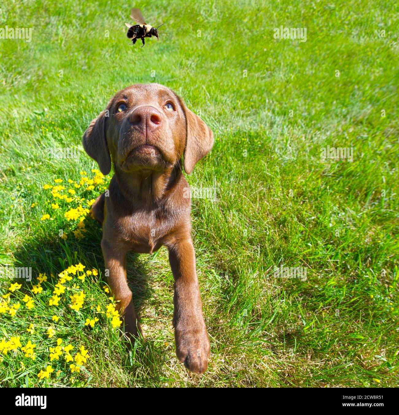 Bee sting puppy hi-res stock photography and images - Alamy