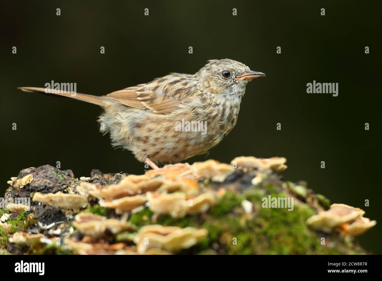 Prunella modularis mating hi-res stock photography and images - Alamy