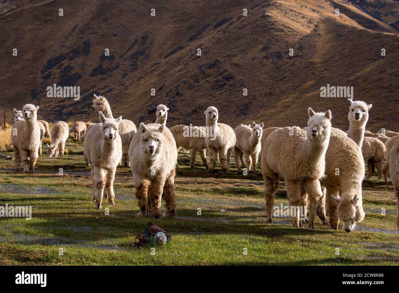 Alpacas in peruvian andes hi-res stock photography and images - Alamy