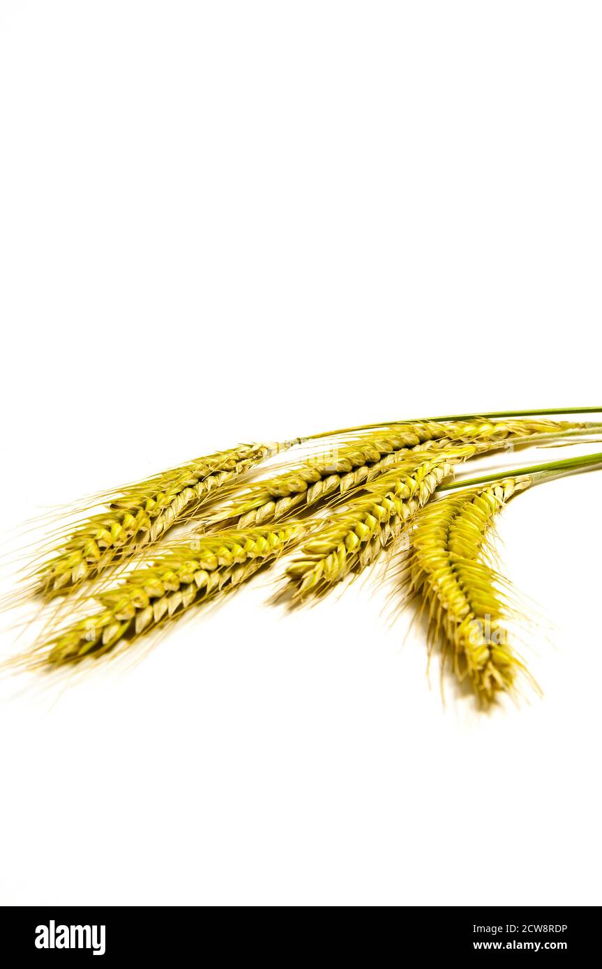 Rye isolated on white background Stock Photo - Alamy