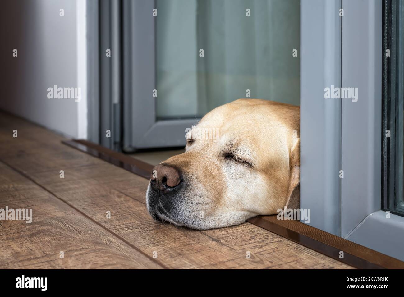 Sad labrador hi-res stock photography and images - Alamy