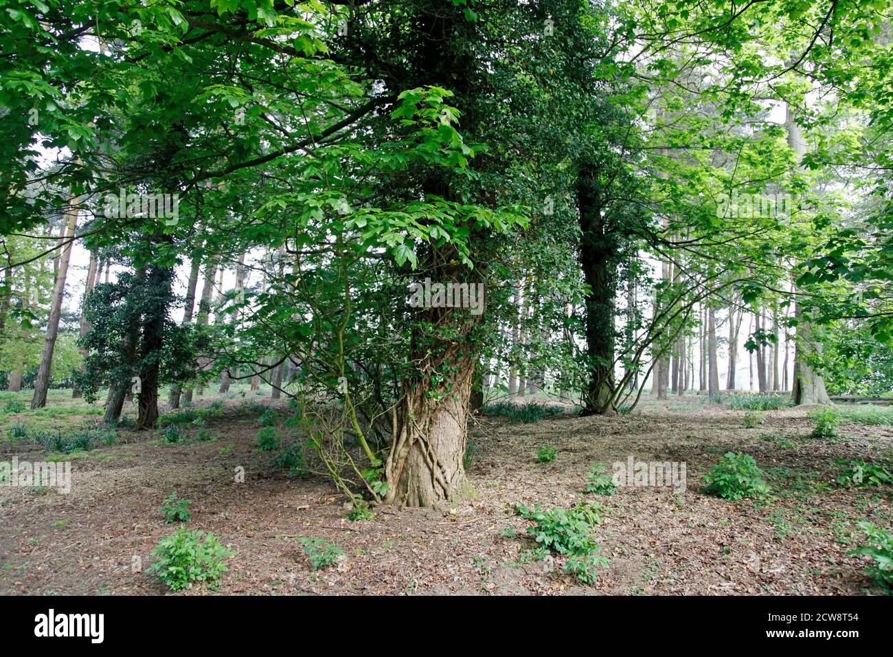 Woodland copse on the top of Folly Hill, Oxfordshire, England Stock ...