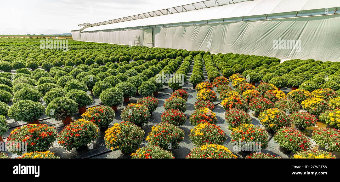 Flower plantations. Flower harvest season. Chrysanthemum flowers are ...