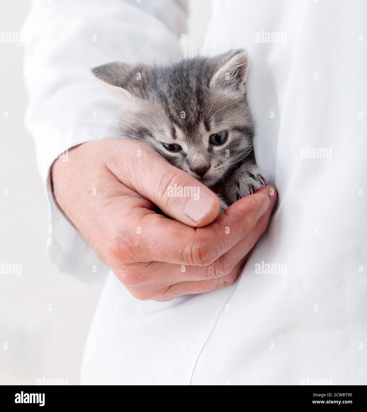 Cat in doctor uniform pocket holds by hand. Doctor veterinarian ...