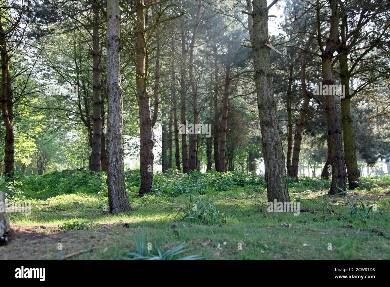 Woodland copse on the top of Folly Hill, Oxfordshire, England Stock ...
