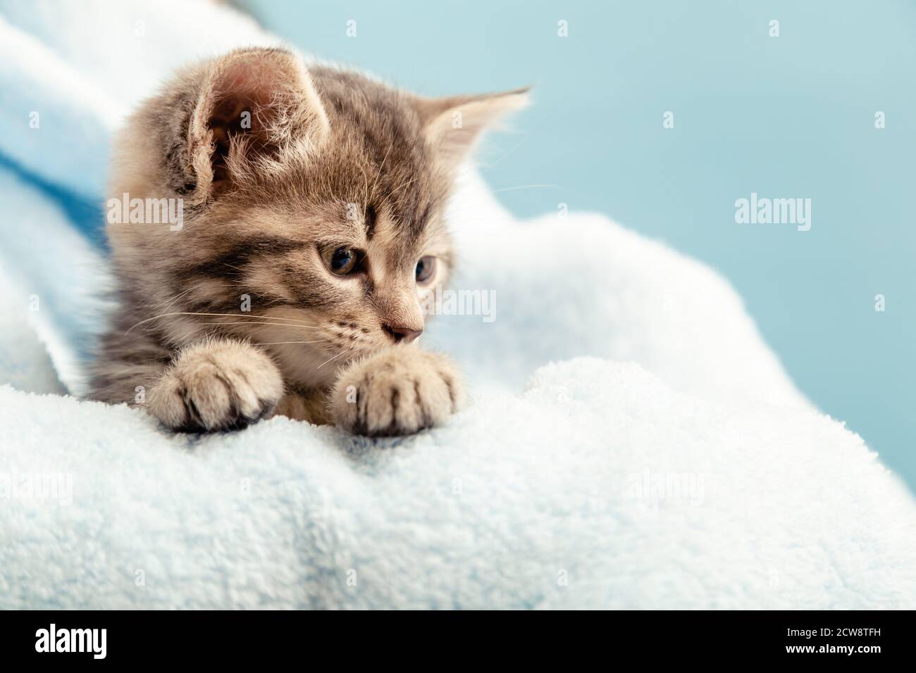 Kitten portrait with paw in profile view looking side with question ...