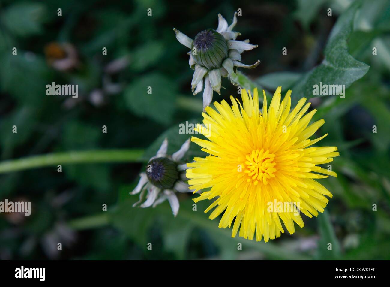 Plant with tap root hi-res stock photography and images - Alamy