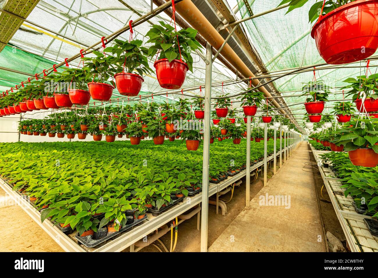Commercial flower production hi-res stock photography and images - Alamy