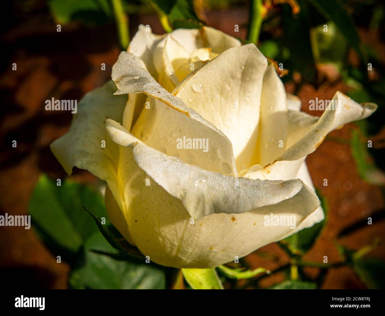 Dew drops on the petals of a white rose flower Stock Photo - Alamy