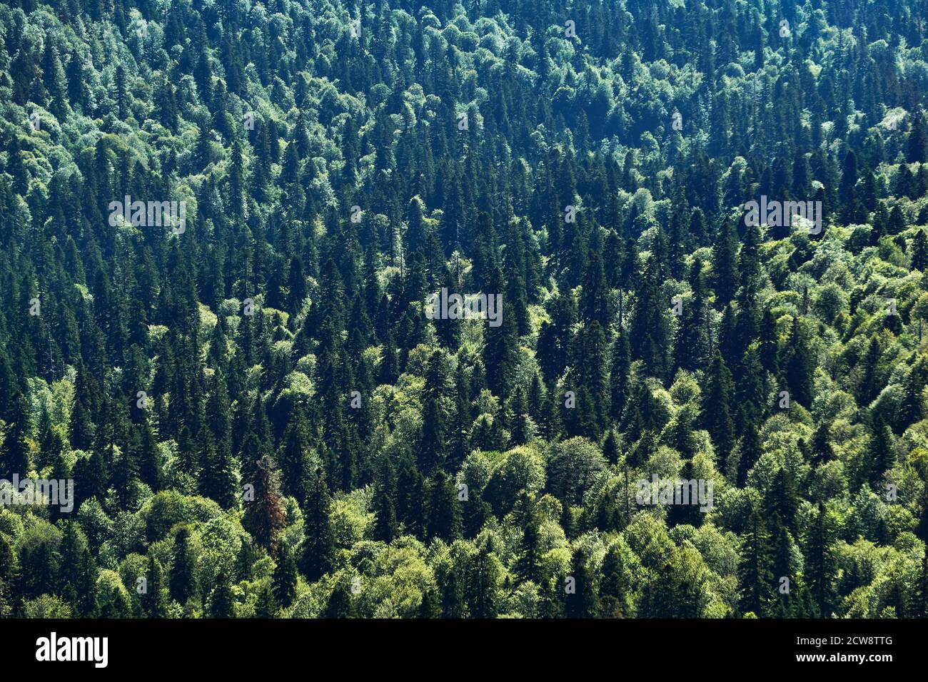landscape. background - bird's eye view of the mixed coniferous forest ...