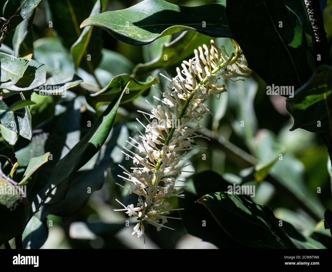 white color macadamia flower on green background, sunny day Stock Photo ...
