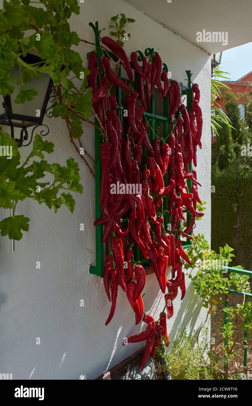 red peppers, hung in a window to dry in the sun, and use all year round ...