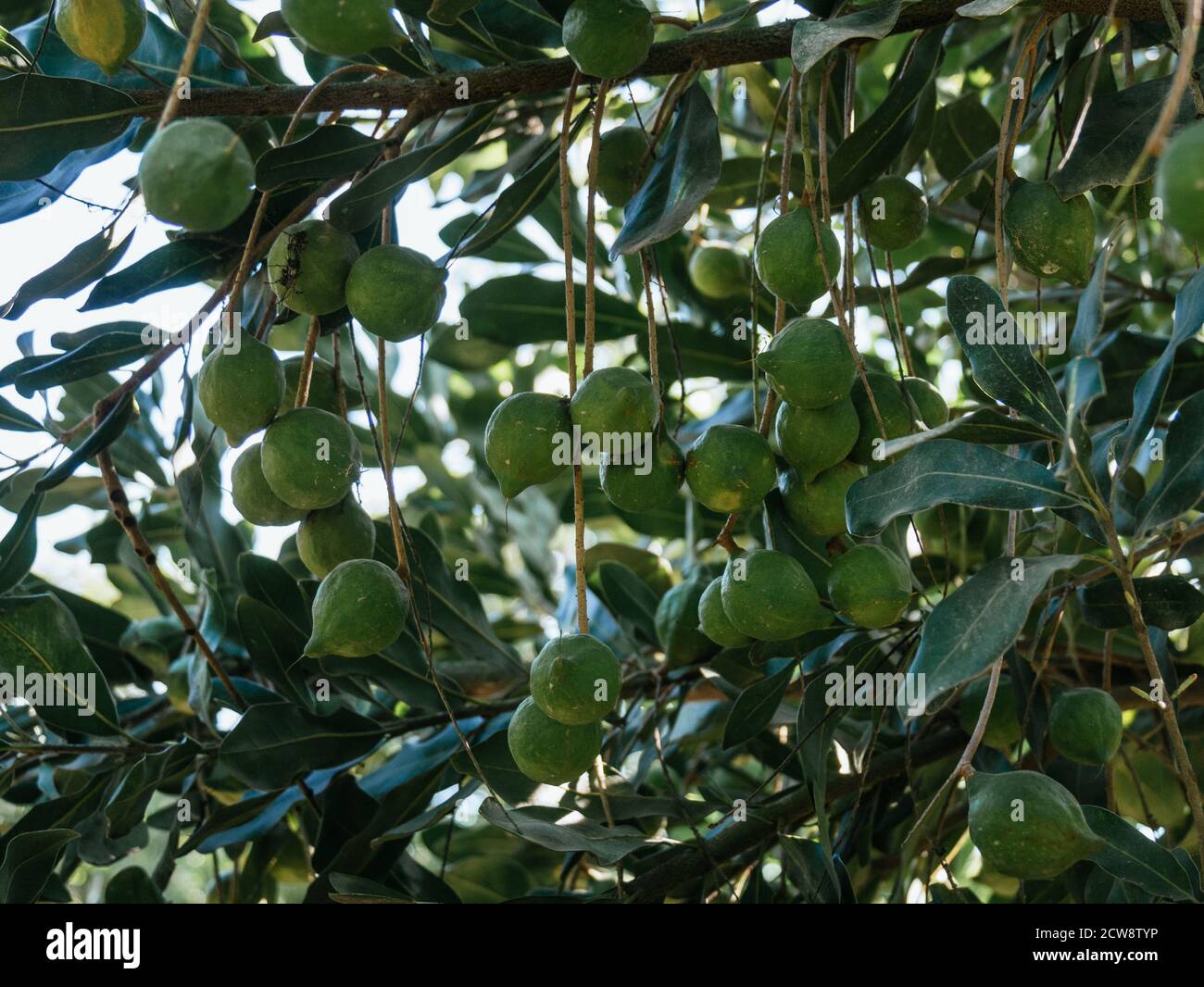 Macadamia nut tree hi-res stock photography and images - Alamy