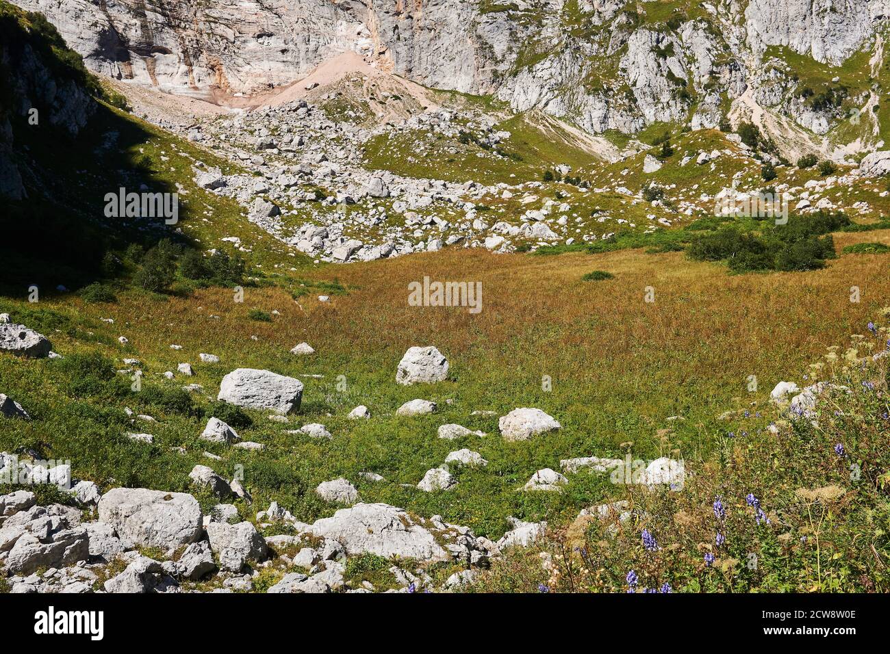 Alpine biome hi-res stock photography and images - Alamy