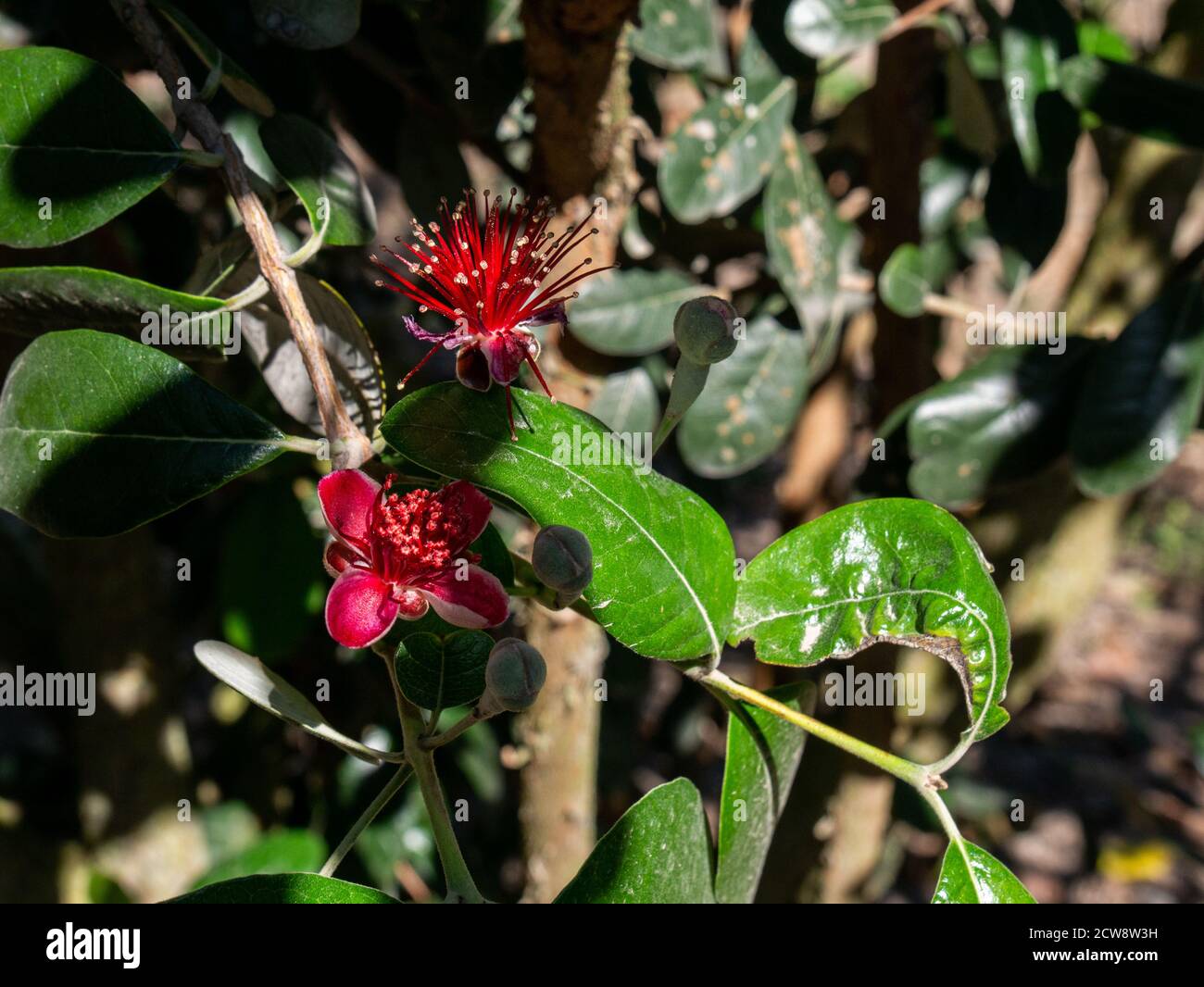 feijoa flower red color, a kind of guava on green background in sunny ...