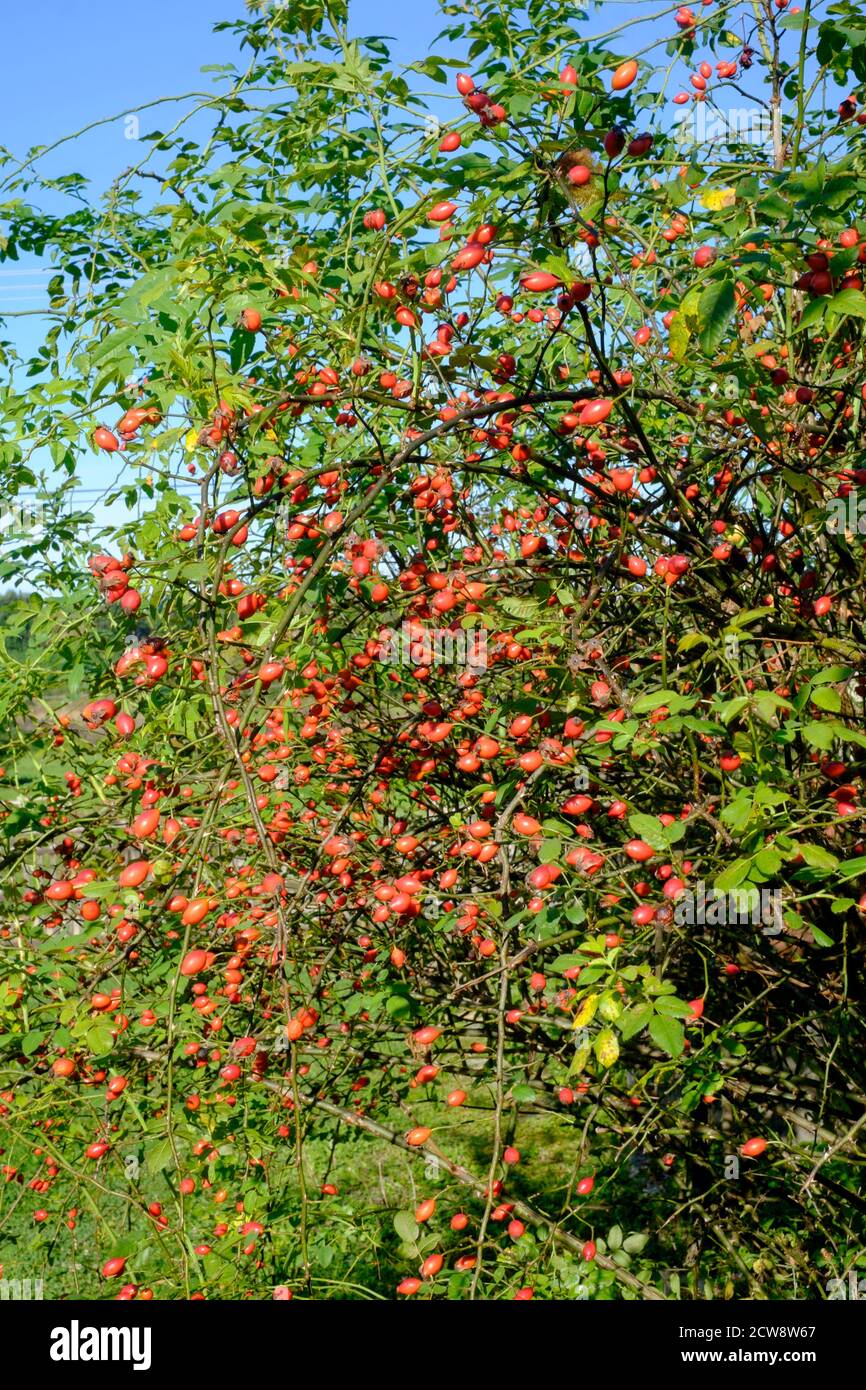 ripening rose hips growing in rural garden on large bush late during ...