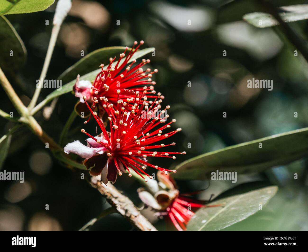 Guava flower hi-res stock photography and images - Alamy