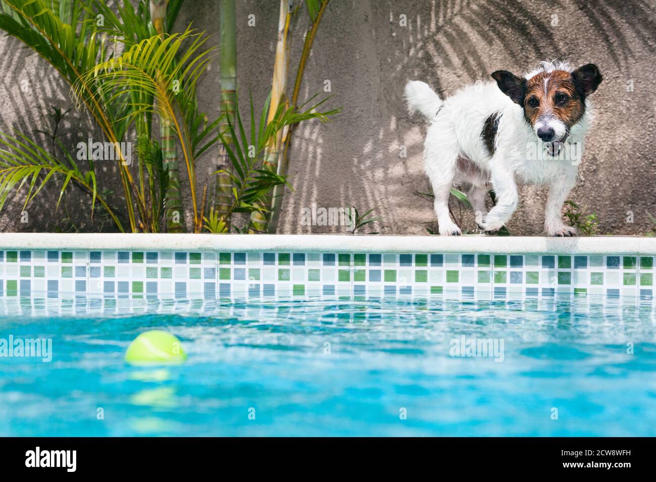 Funny photo of jack russell terrier puppy playing with fun in swimming ...