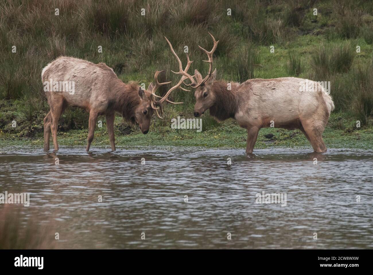 Bull tule elk fighting hi-res stock photography and images - Alamy