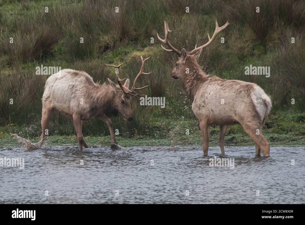 Young male elk horns hi-res stock photography and images - Alamy