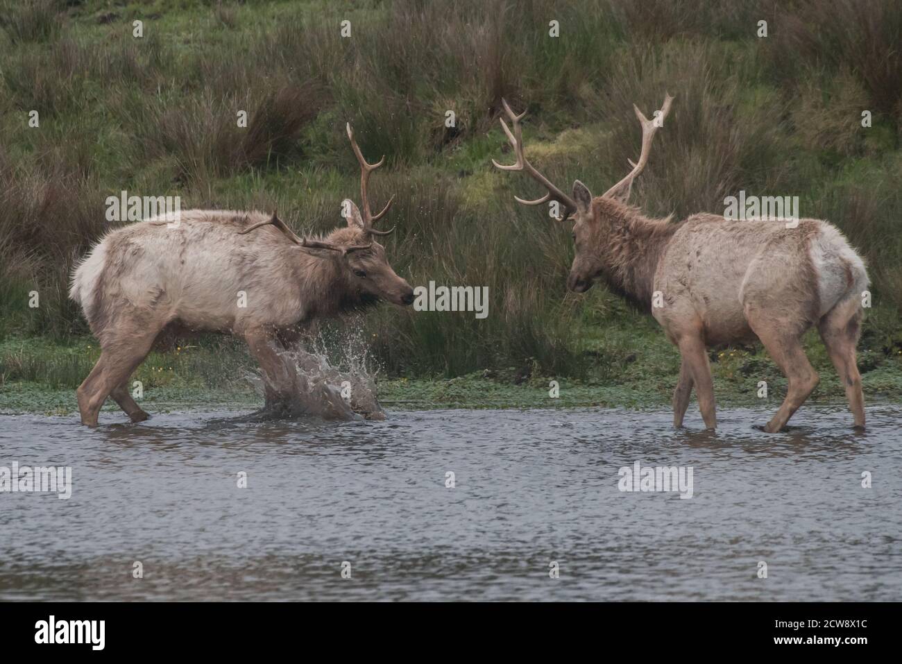 Tule bull elk fighting hi-res stock photography and images - Alamy