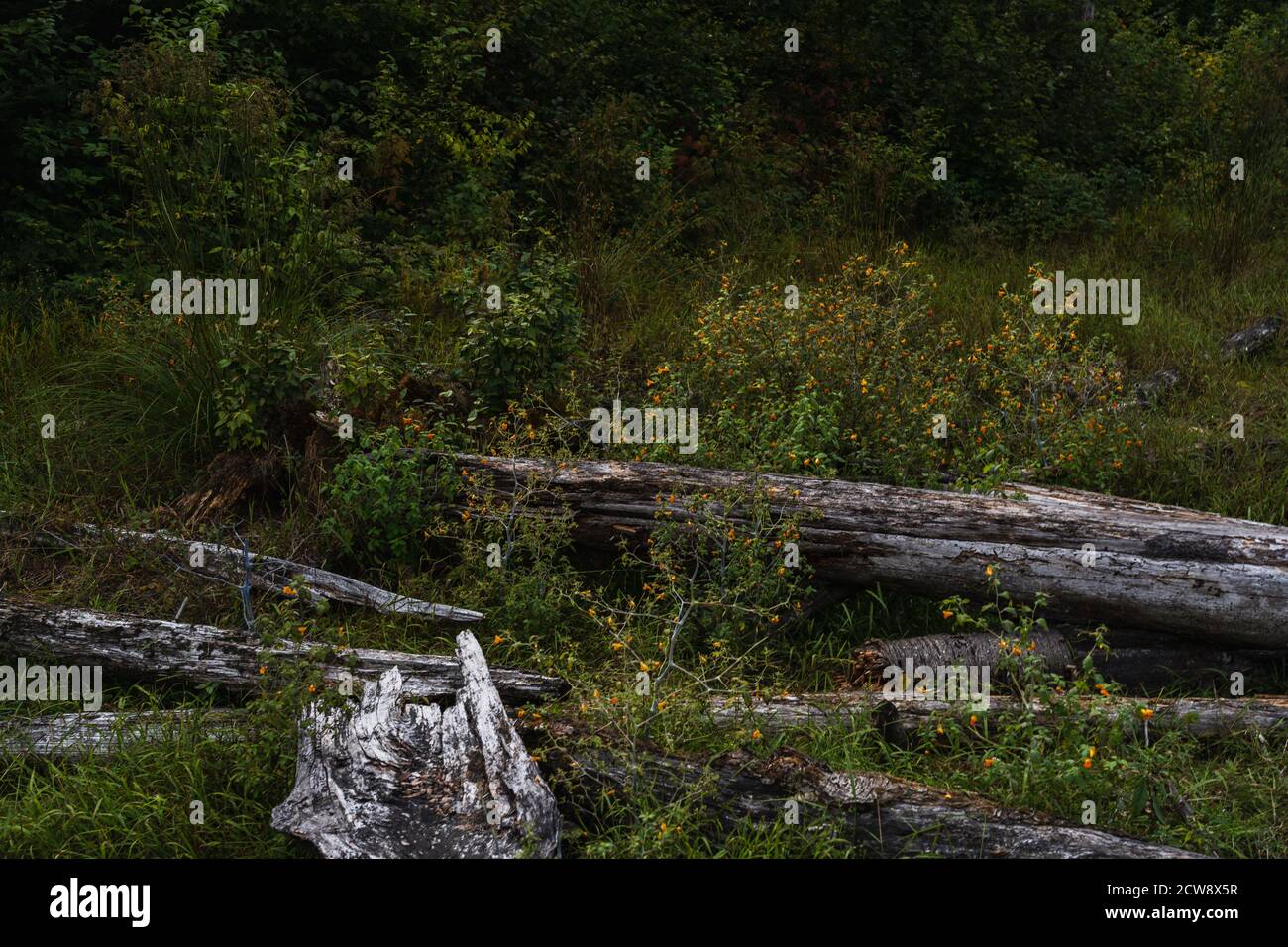 Flower lake saranac lake adirondacks hi-res stock photography and ...
