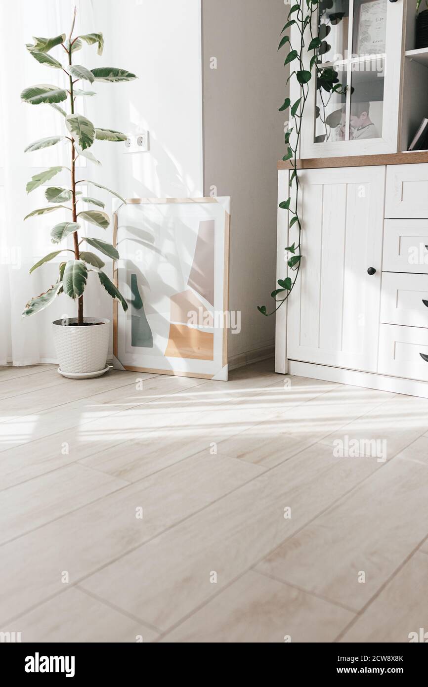 Variegated Ficus elastica plant, rubber tree in light white living room ...