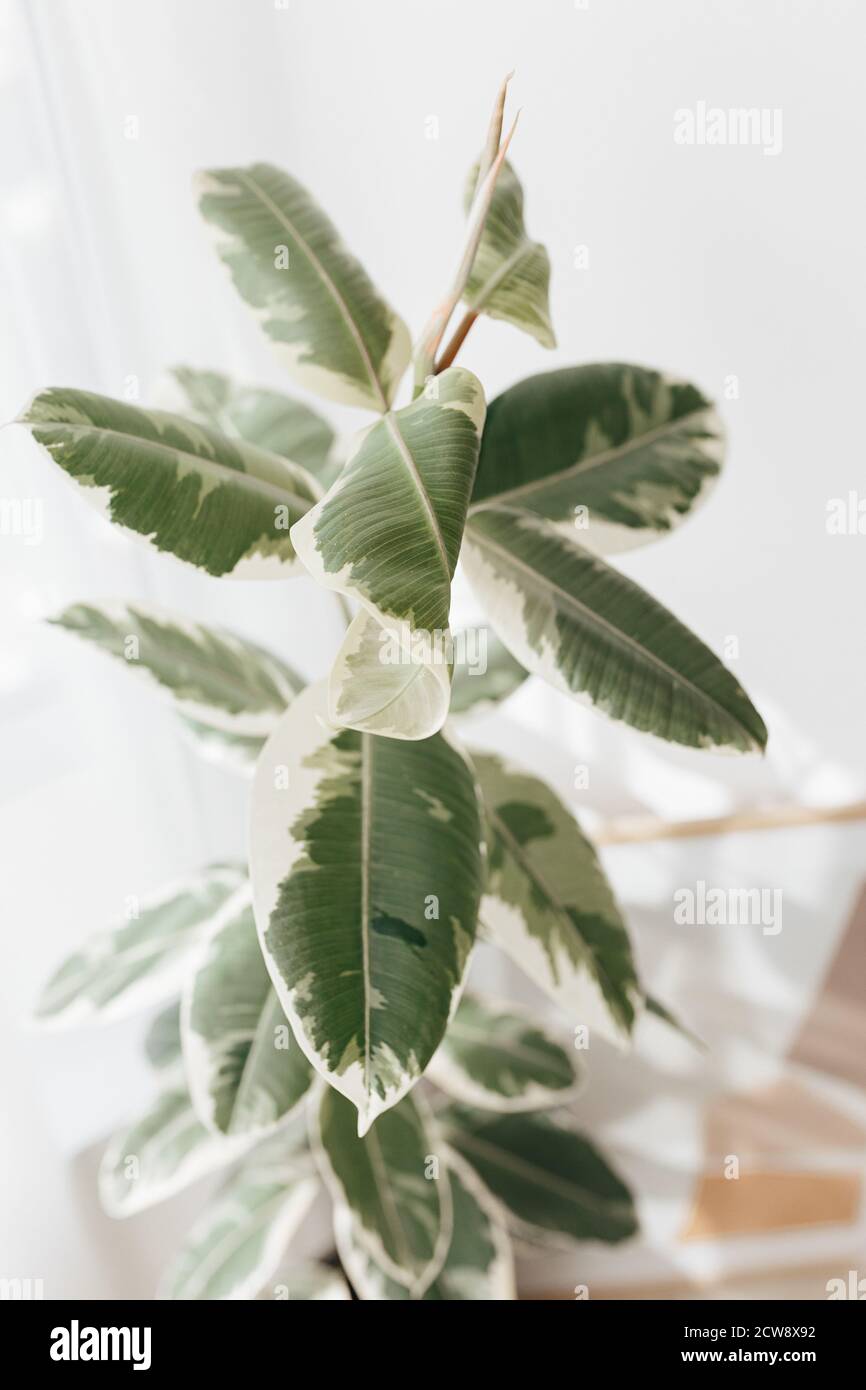 Variegated rubber tree plant, variegata Ficus elastica. House plants ...