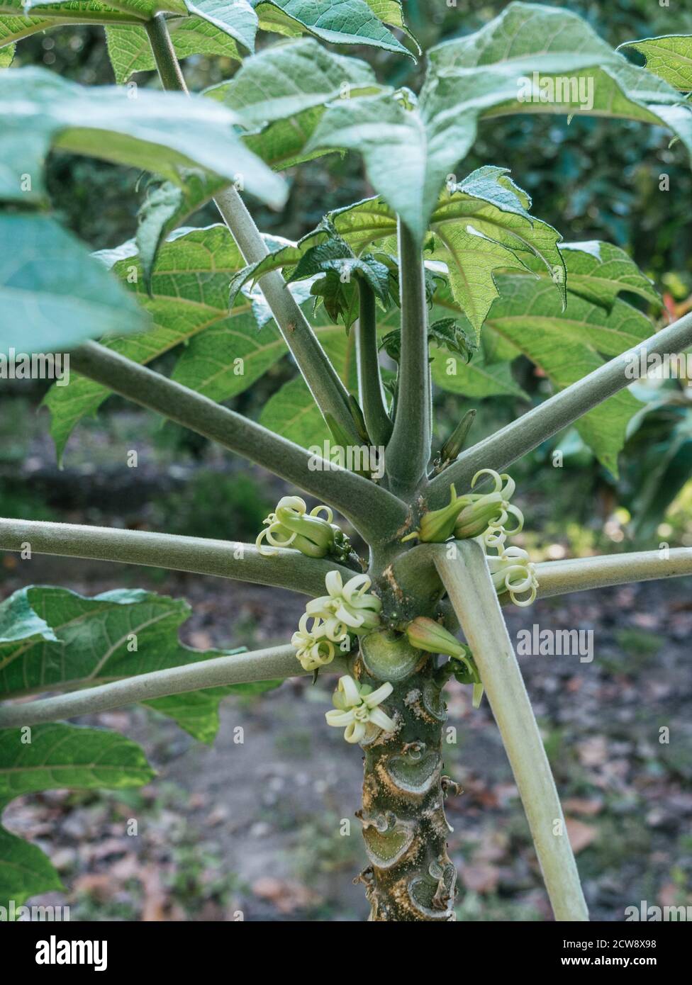 scent papaya plant and flowers, chamburo, chigualcan, papayuela, on ...