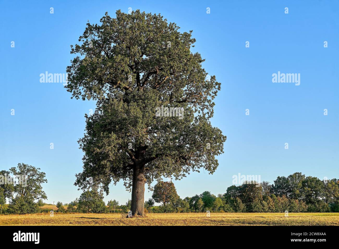 A single large oak tree in the countryside Stock Photo - Alamy