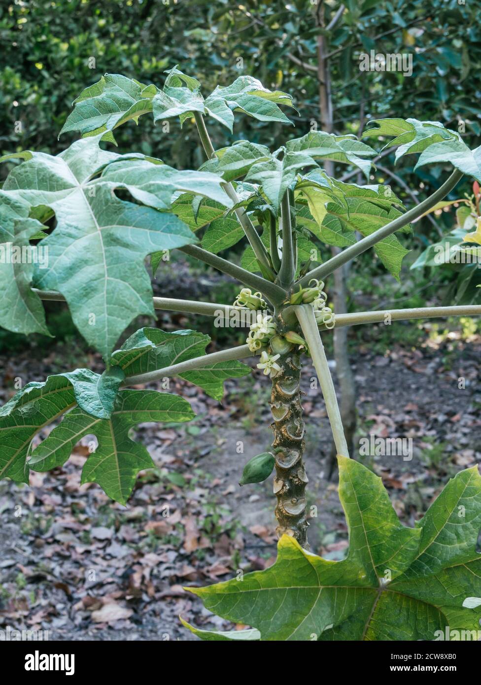 scent papaya plant and flowers, chamburo, chigualcan, papayuela, on ...
