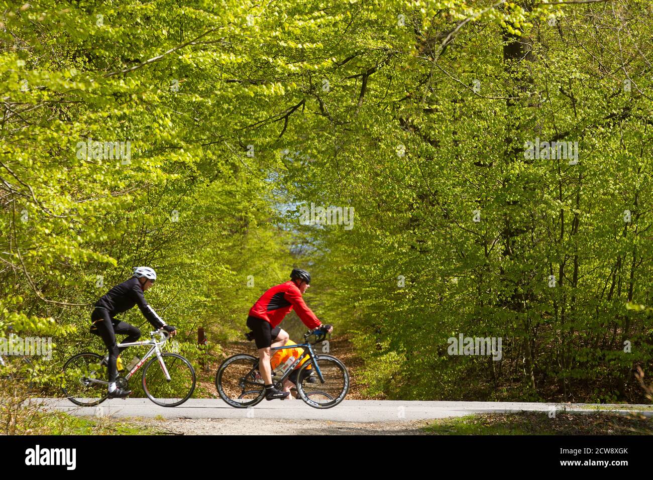 Store Dyrehave (literally Large Deer Park) forest south of Hillerød ...