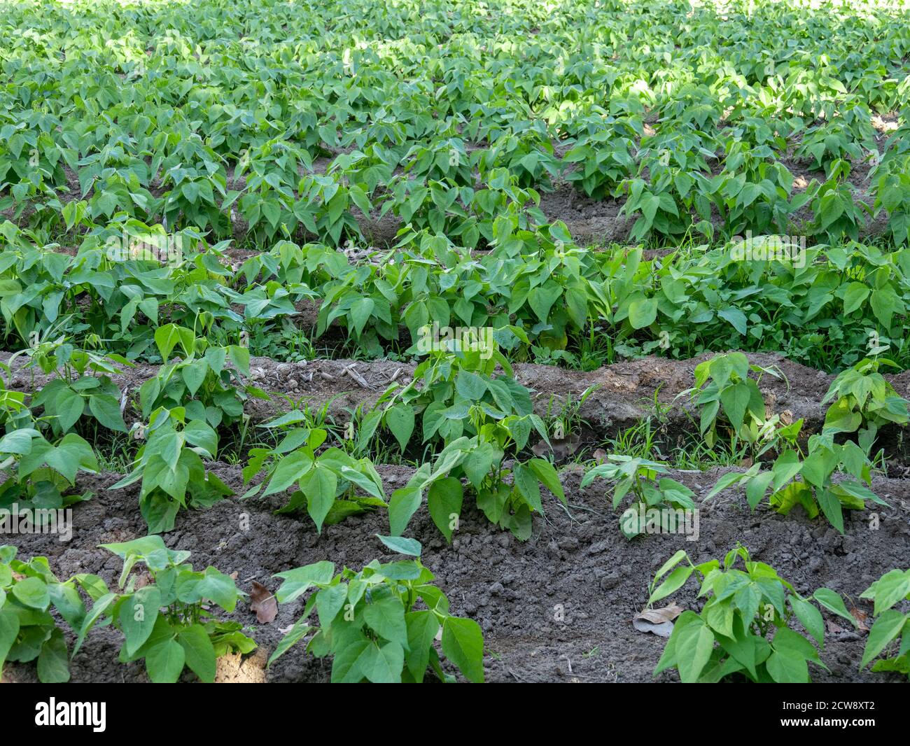 sowing small bean plants, fifteen days old, sunny day Stock Photo - Alamy