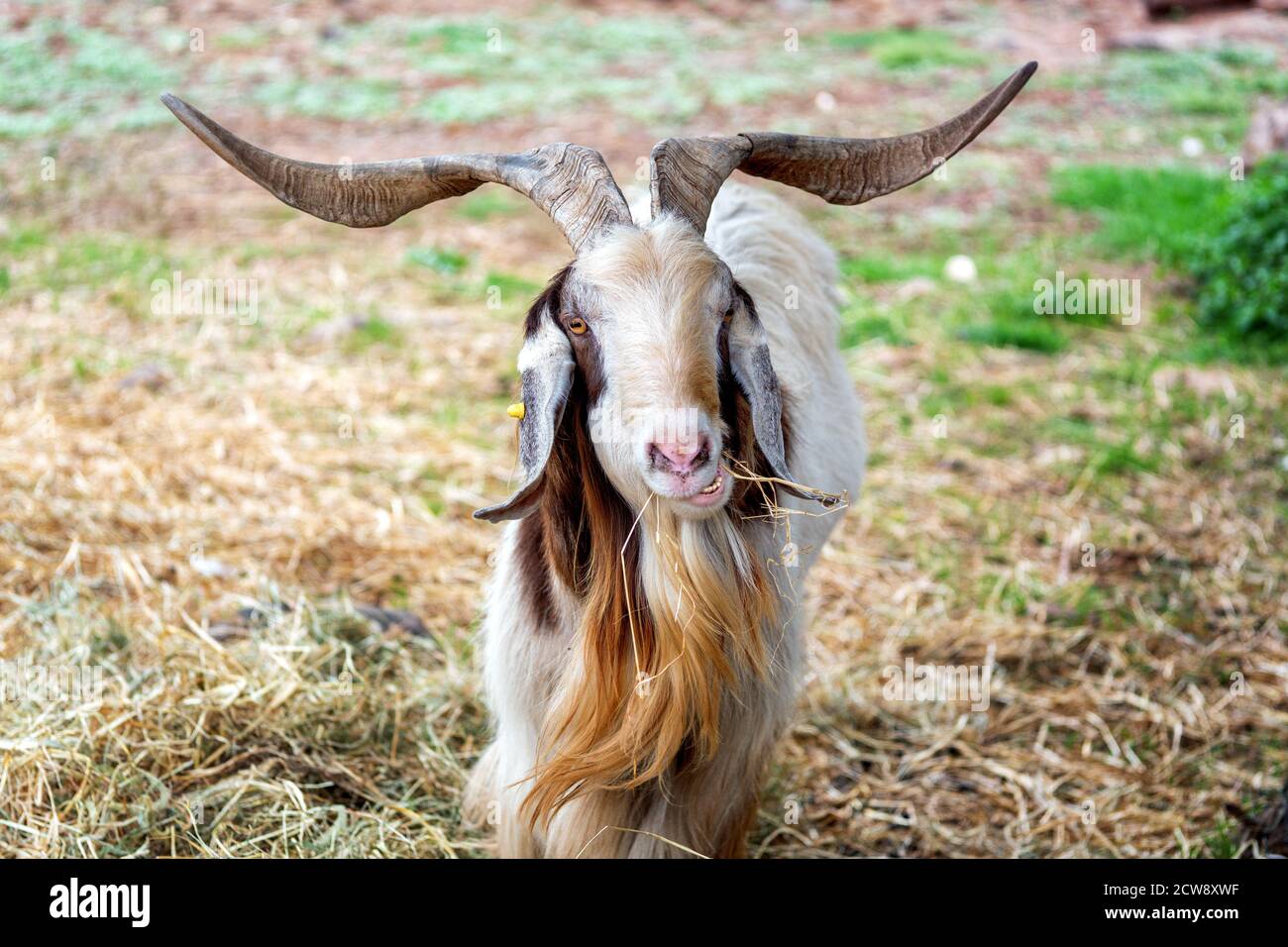 Goat with big horns hi-res stock photography and images - Alamy