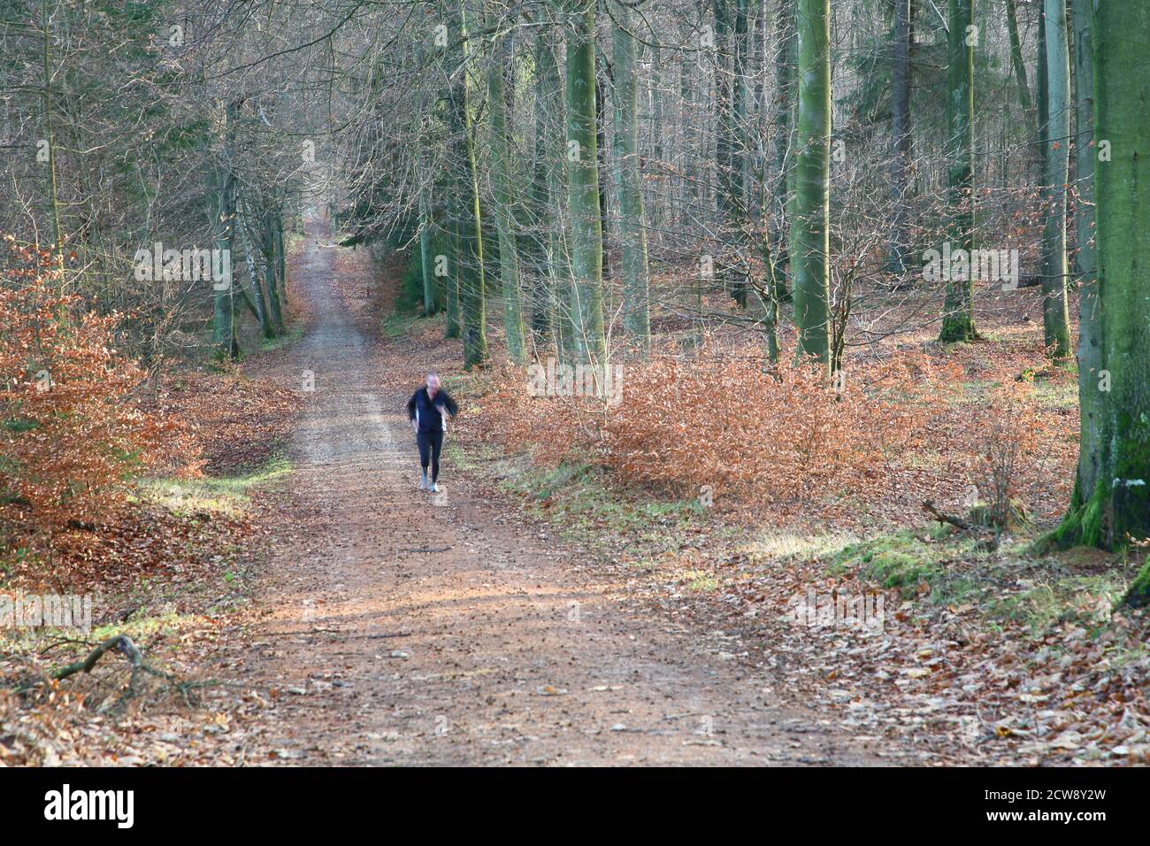 Dyrehave hi-res stock photography and images - Alamy