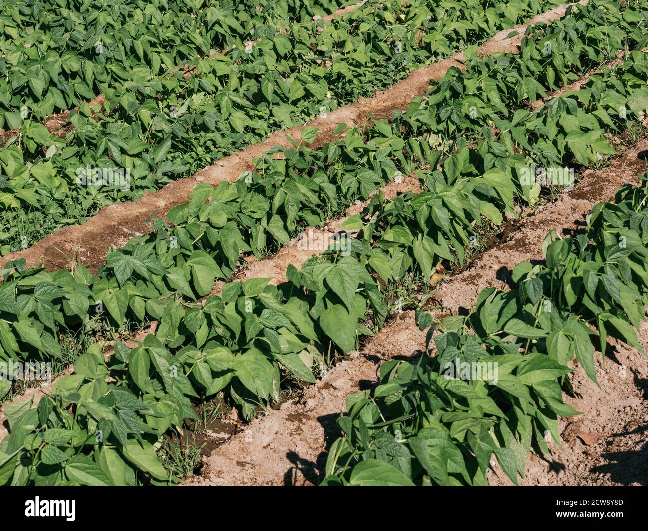 Bean sprouting farm hi-res stock photography and images - Alamy