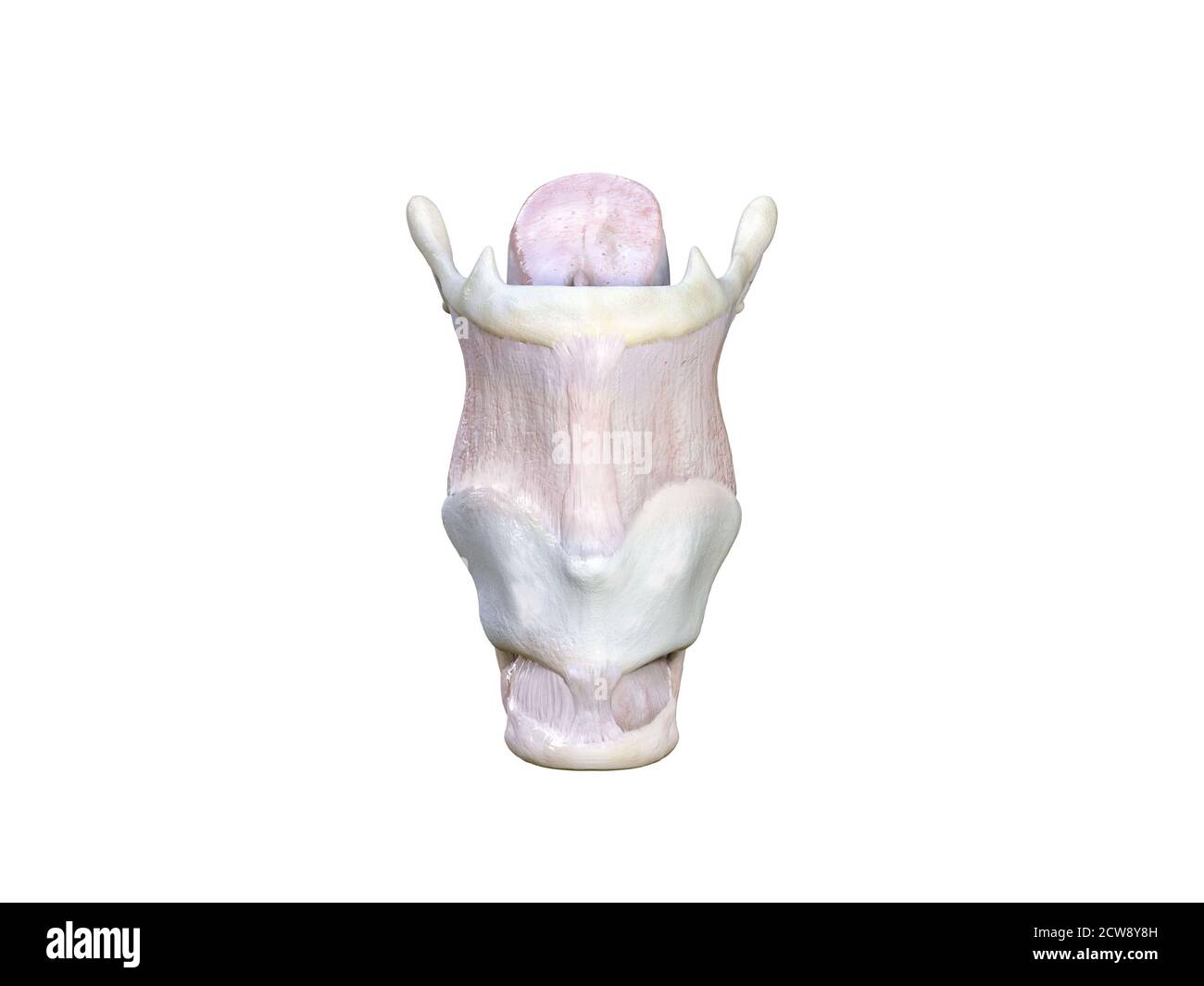 Epiglottis hi-res stock photography and images - Alamy