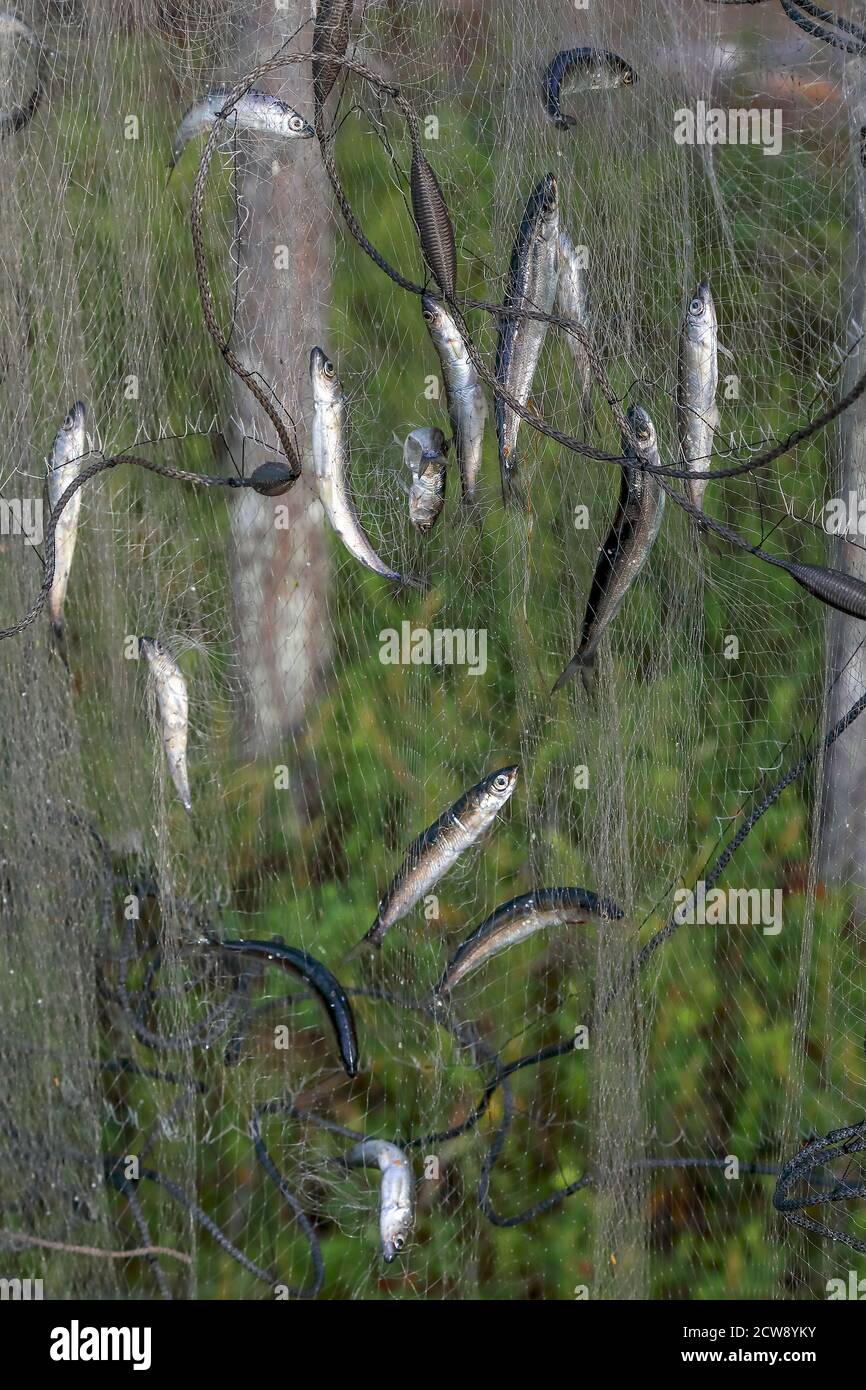 Vendace hi-res stock photography and images - Alamy