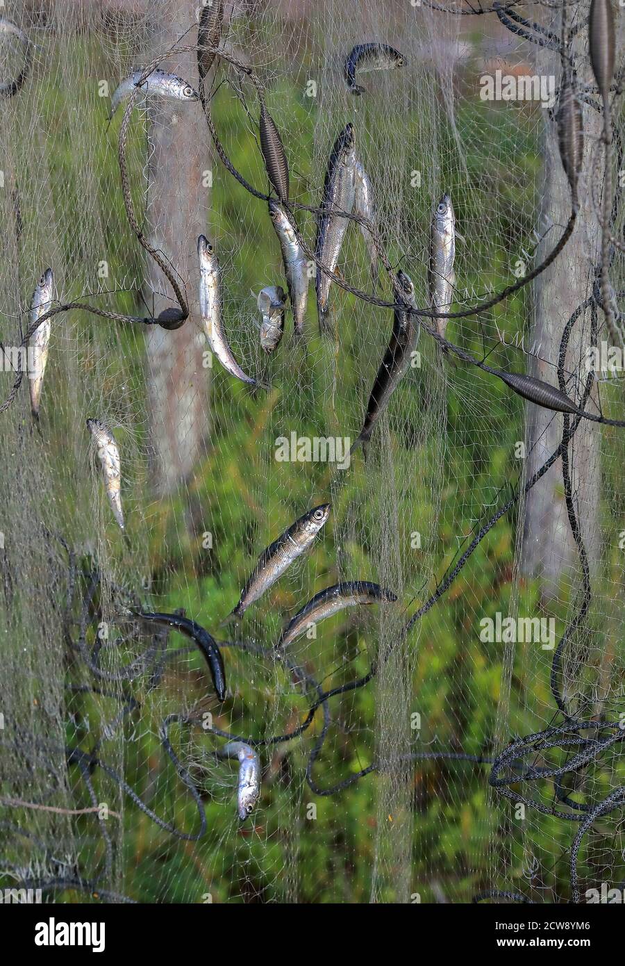 Vendace hi-res stock photography and images - Alamy