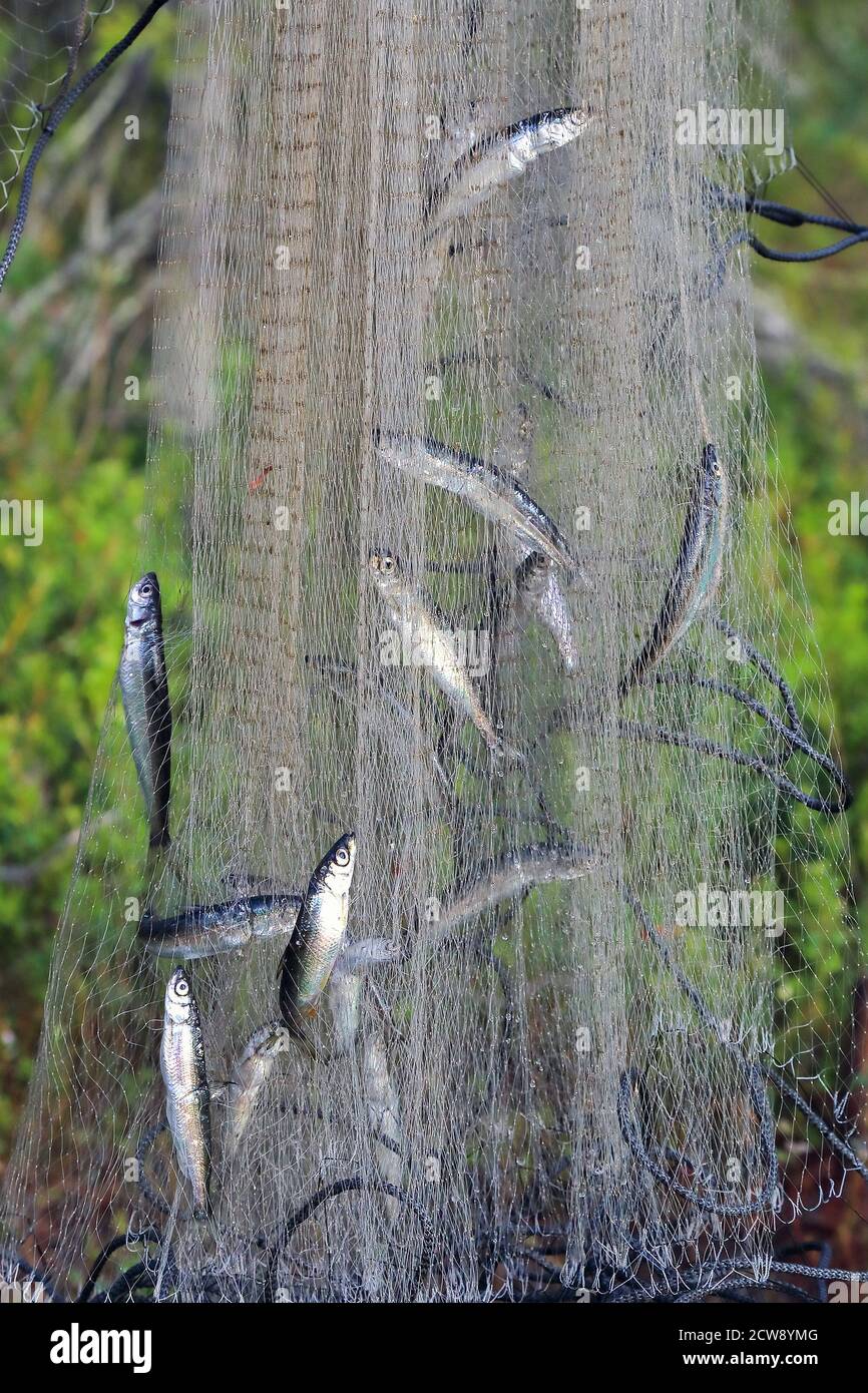 Vendace hi-res stock photography and images - Alamy