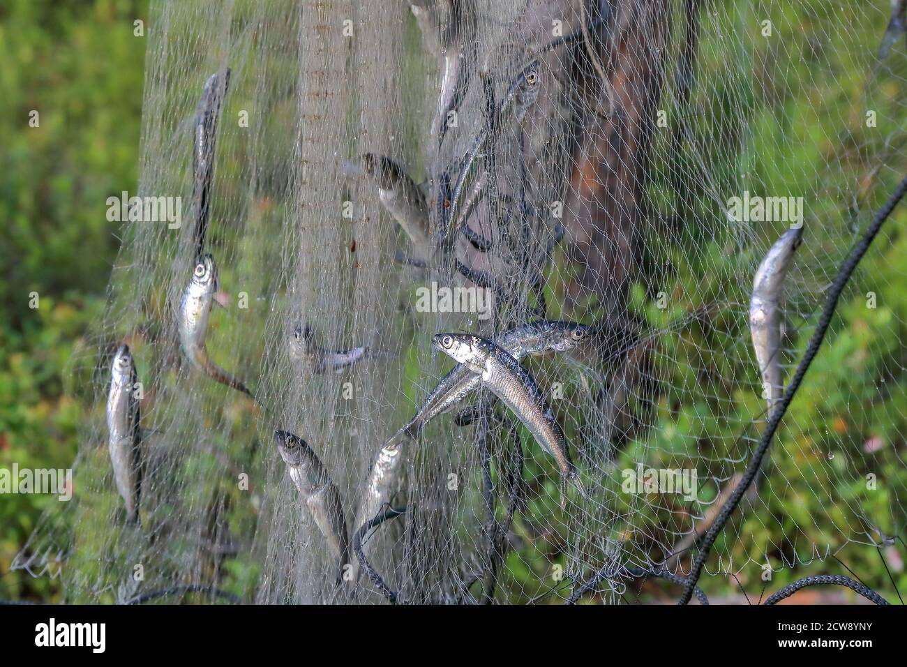 Vendace hi-res stock photography and images - Alamy