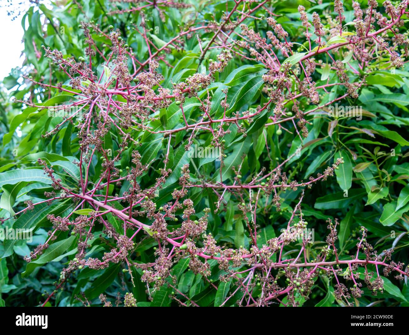 Small mango tree hi-res stock photography and images - Alamy
