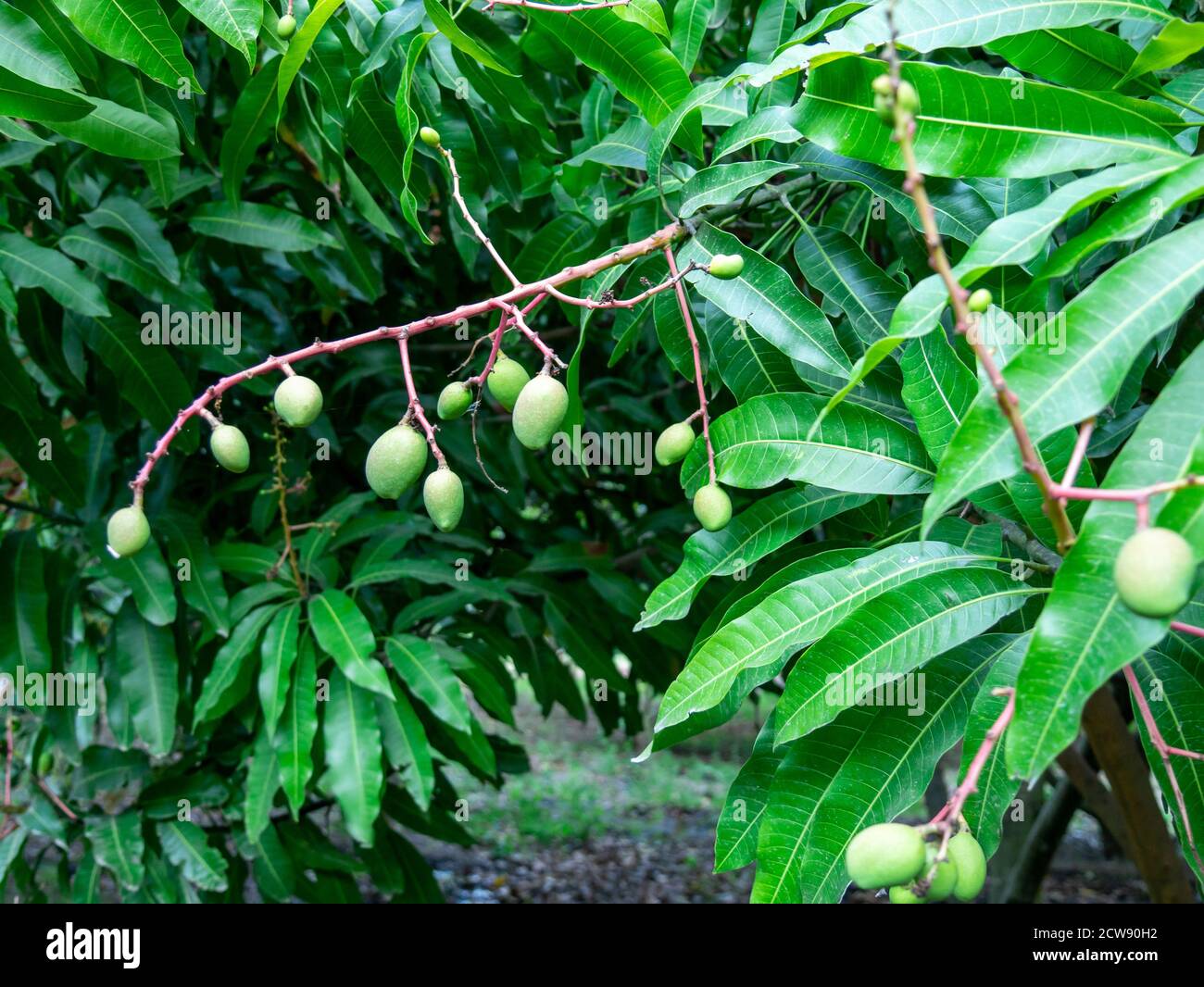 Mango Tree And Flowers Small Mangoes Growing Sunny Day Stock Photo mango-tree-and-flowers-small-mangoes-growing-sunny-day-stock-photo