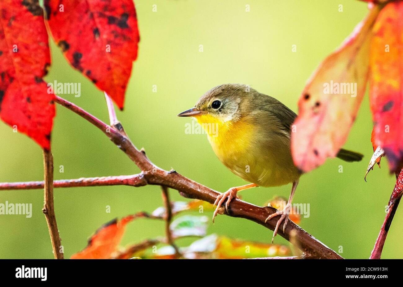 Common yellowthroat during fall migration Stock Photo - Alamy