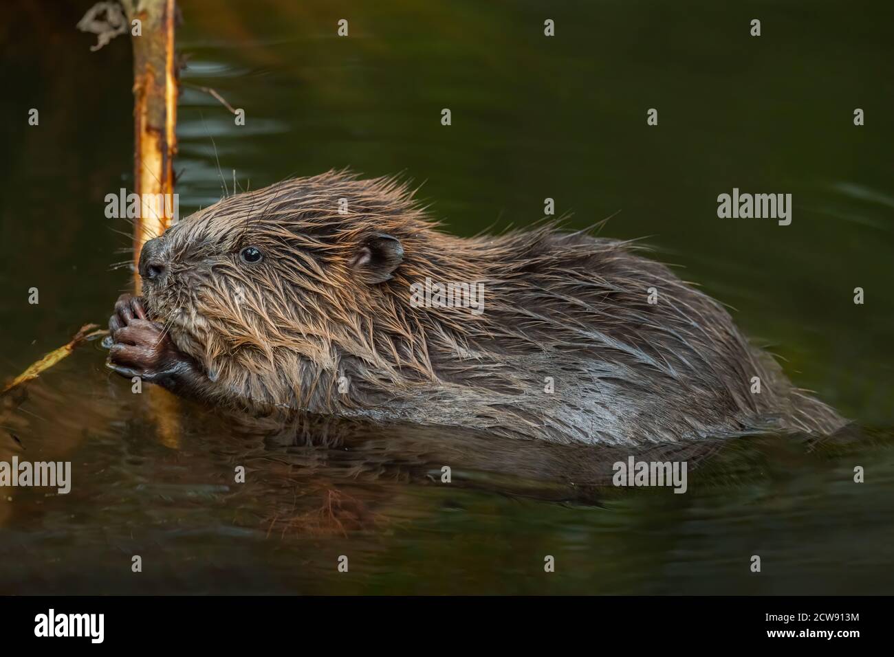 Baby Beavers Swimming