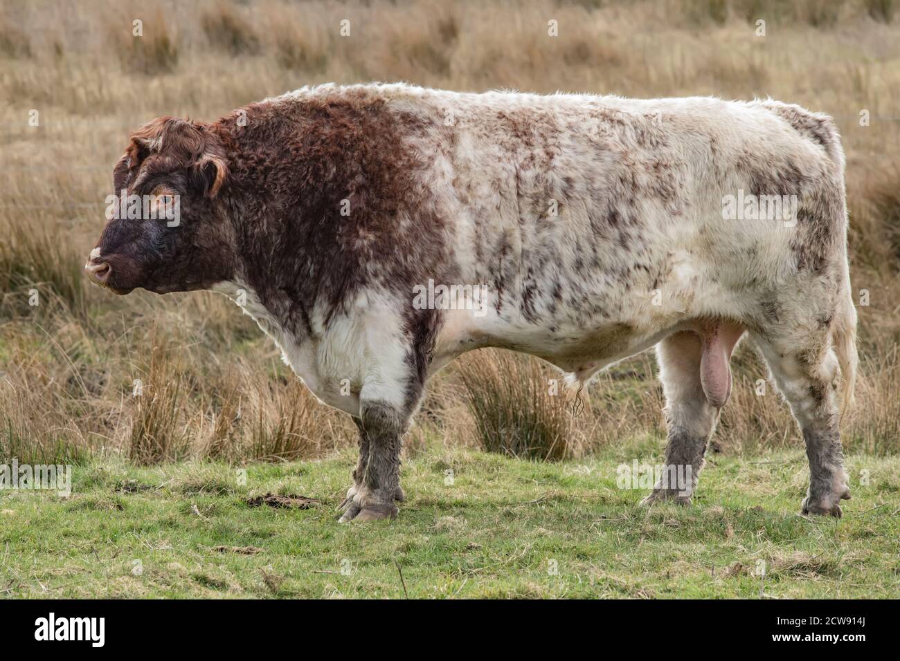 Countryside wildlife hi-res stock photography and images - Alamy