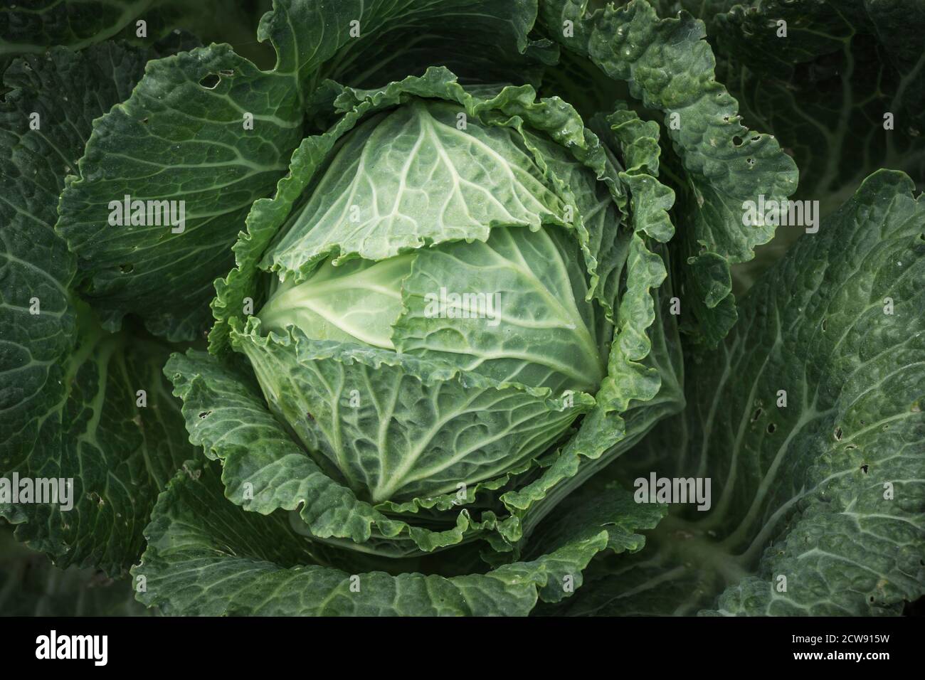cabbage in the garden Stock Photo - Alamy
