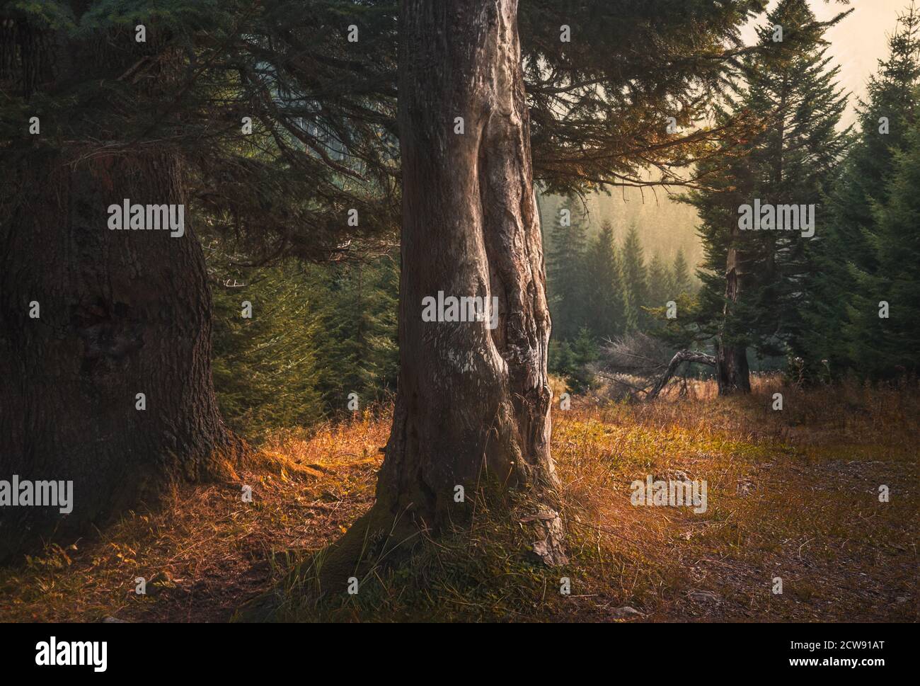 Tree in the Forest Lit by Soft Light. Beautiful Atmospheric Forest ...