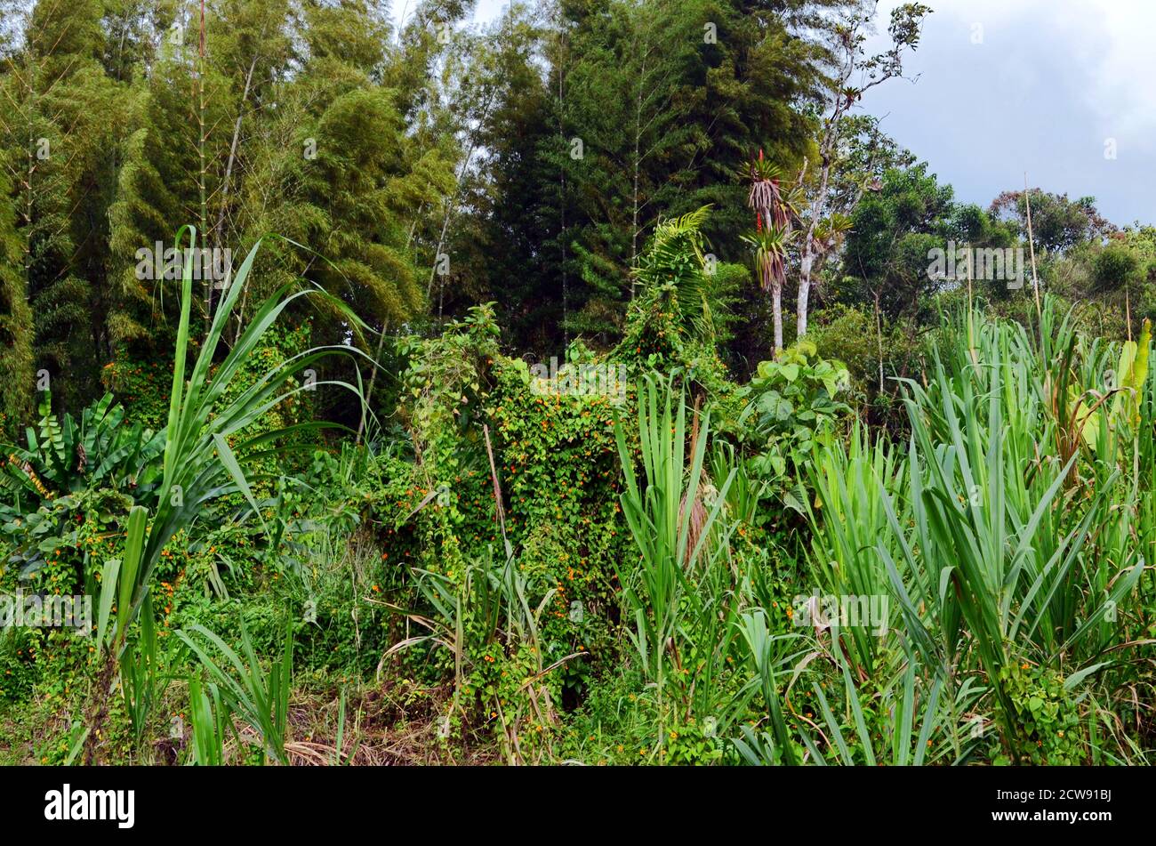 Ecuador mindo hi-res stock photography and images - Alamy